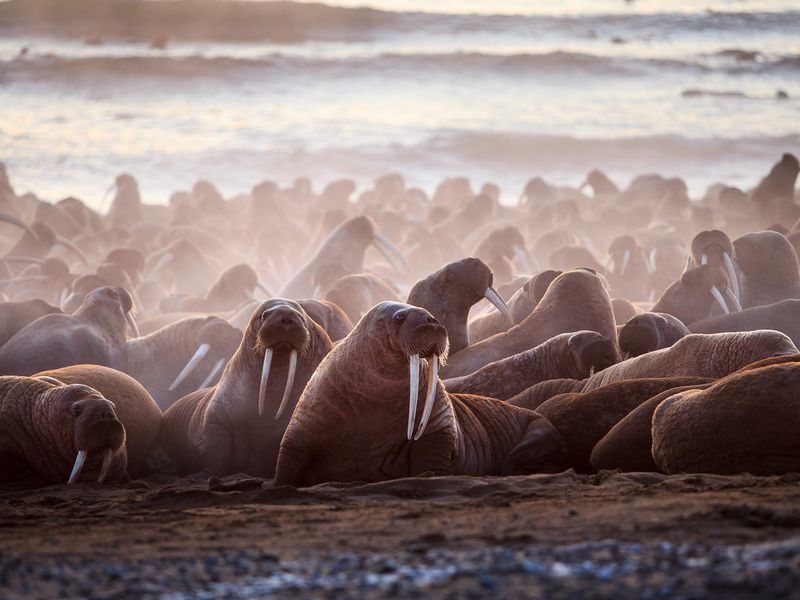Walruses Reaching the Beach to Rest | Smithsonian Photo Contest ...
