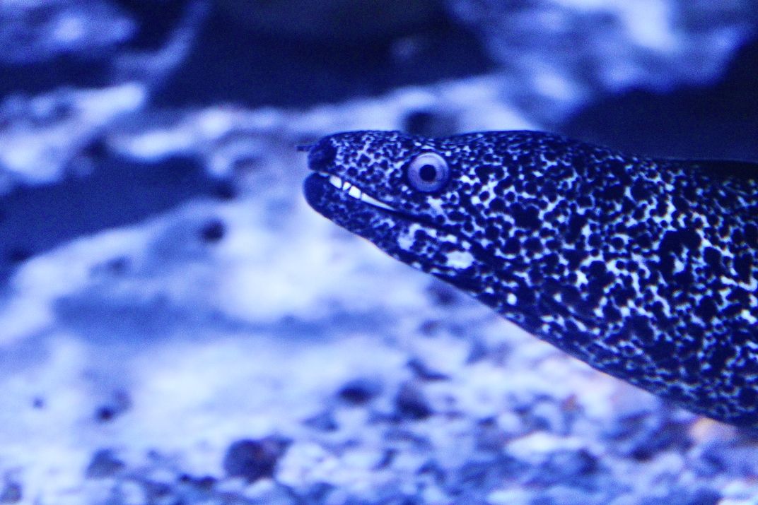 Eel see you!! | Smithsonian Photo Contest | Smithsonian Magazine