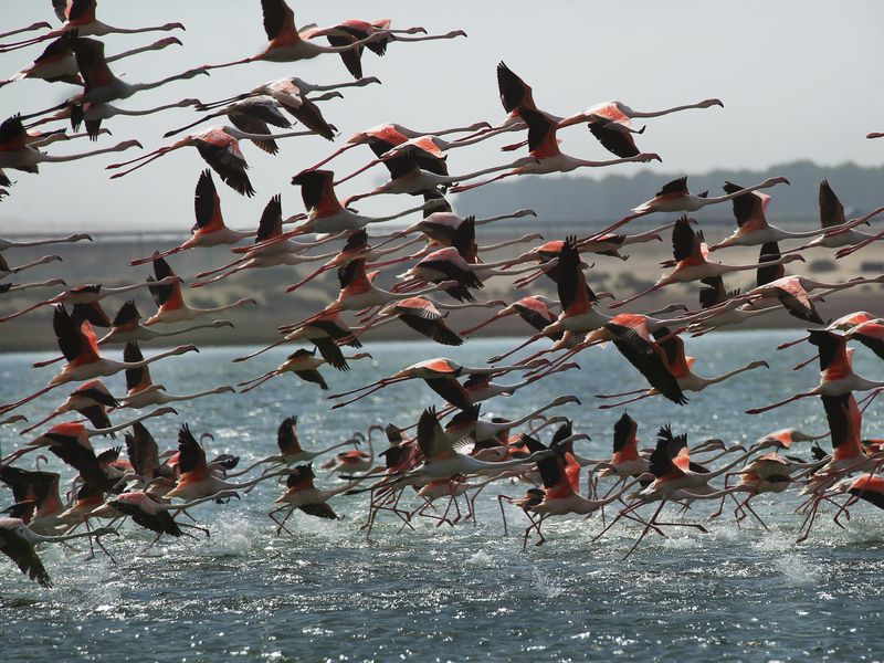 Flamingo Migration | Smithsonian Photo Contest | Smithsonian Magazine