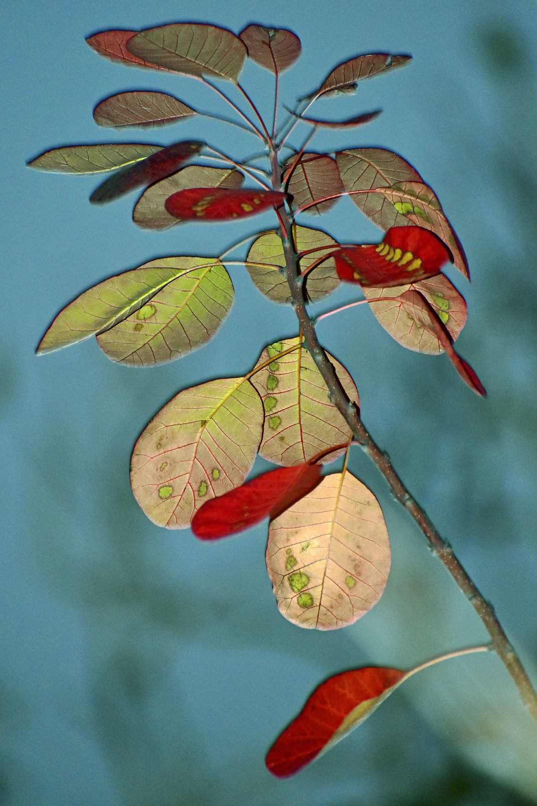 Smoke bush | Smithsonian Photo Contest | Smithsonian Magazine
