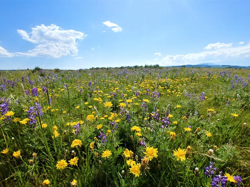 Field of Wildflowers at Yellowstone National Park | Smithsonian Photo ...