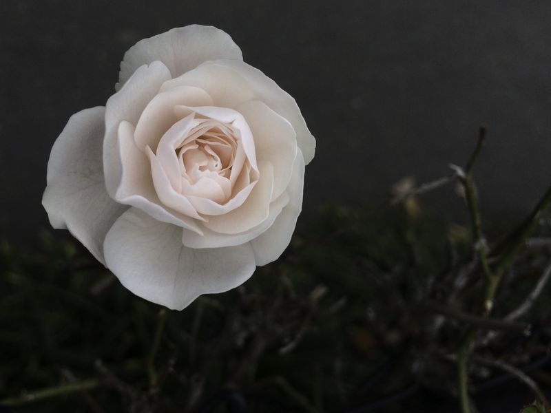 A white winter wild rose | Smithsonian Photo Contest | Smithsonian Magazine