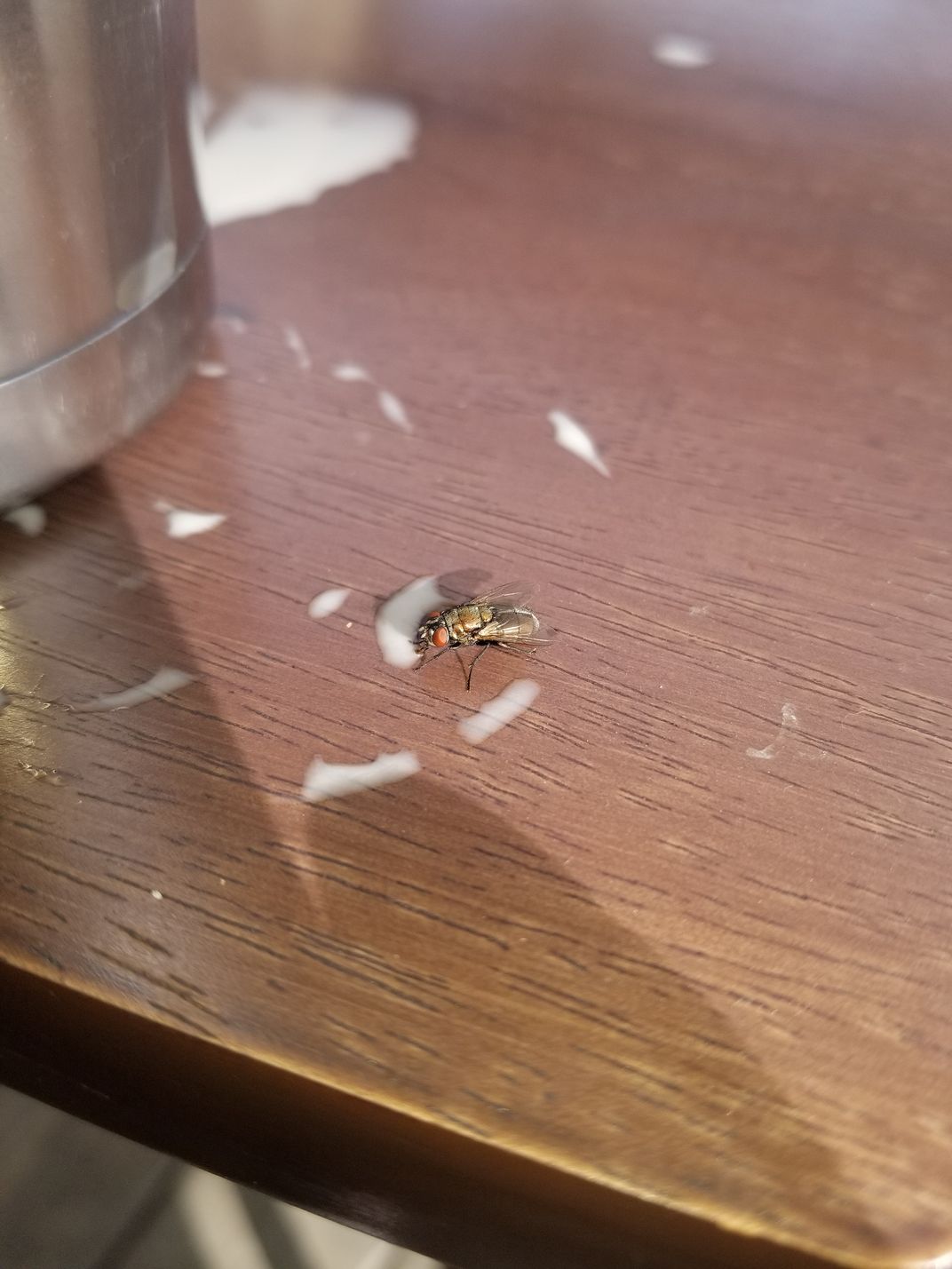 Fly drinking coffee | Smithsonian Photo Contest | Smithsonian Magazine