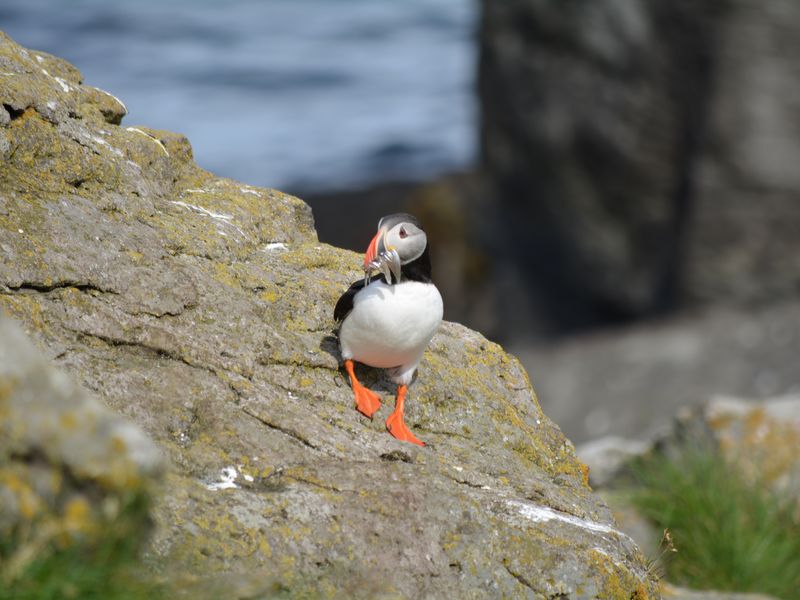 Must. Feed. Puffling. Now! | Smithsonian Photo Contest | Smithsonian ...