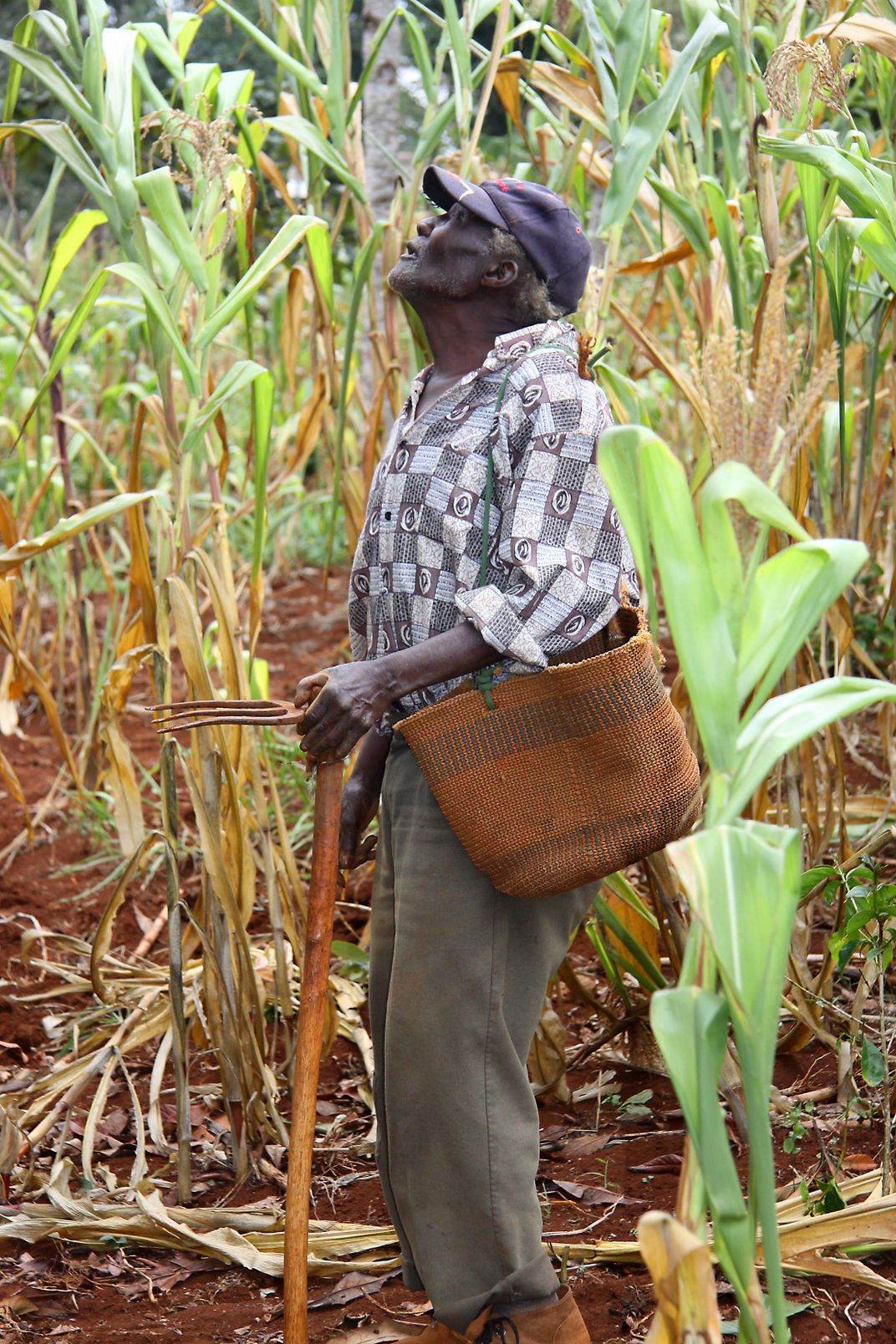 Kenyan man looking for fruit on a tree | Smithsonian Photo Contest ...