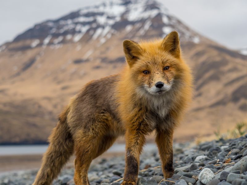 A fox on an Aleutian volcanic island | Smithsonian Photo Contest ...