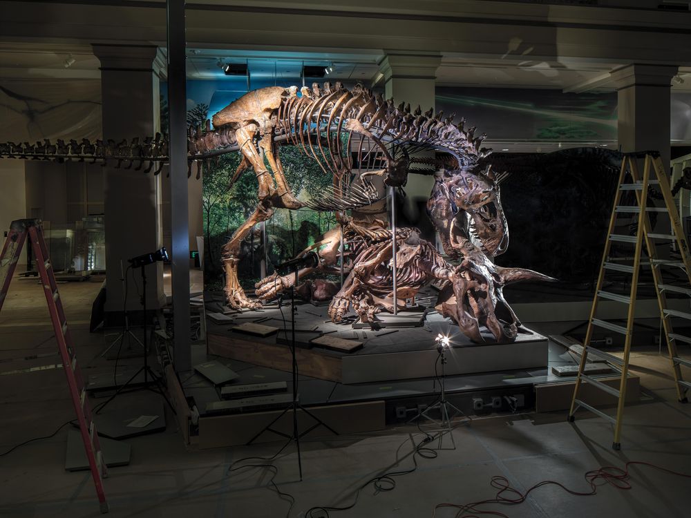 The 'Nation's T. Rex' Prepares to Make Its Smithsonian Debut