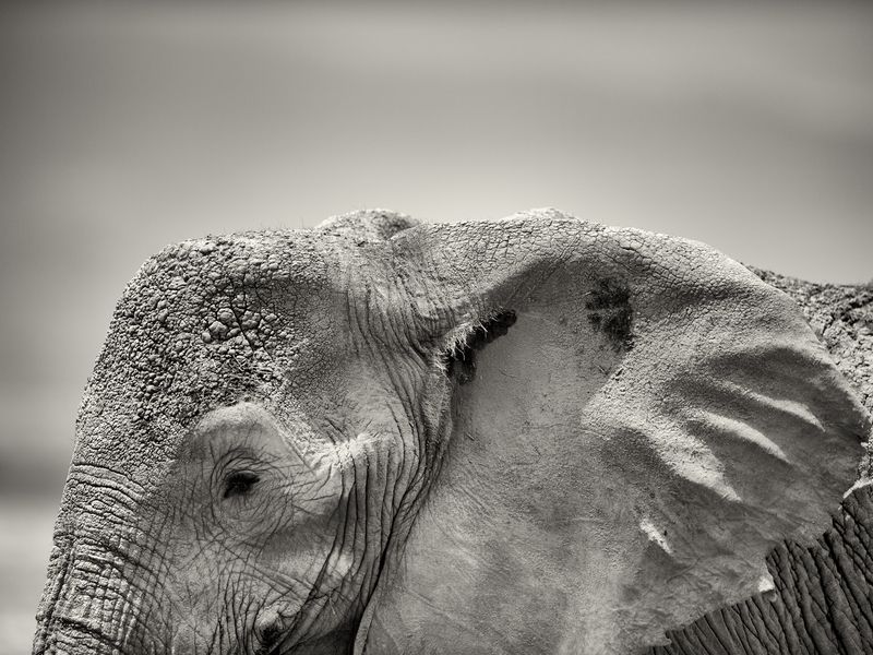 Elephant Profile | Smithsonian Photo Contest | Smithsonian Magazine