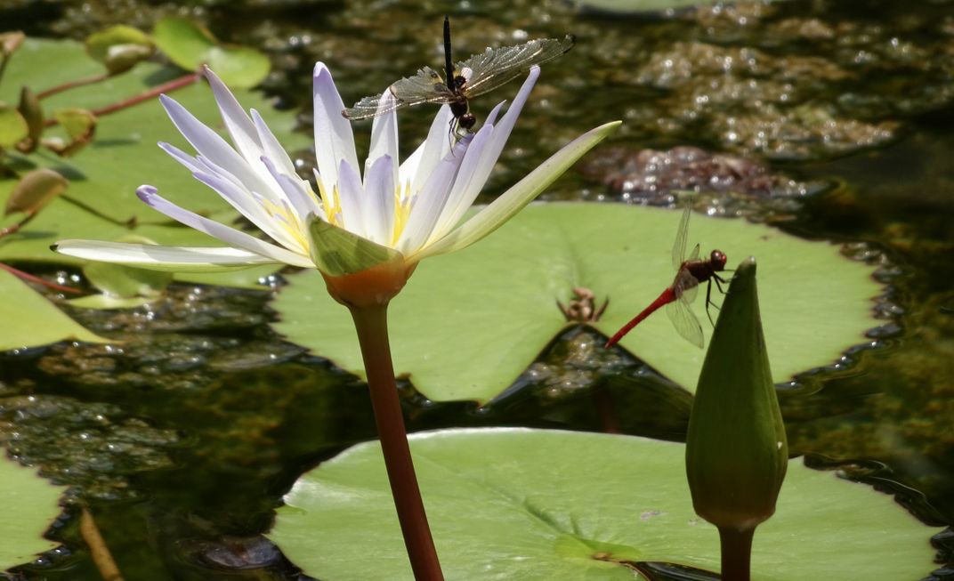 Two dragonflies | Smithsonian Photo Contest | Smithsonian Magazine