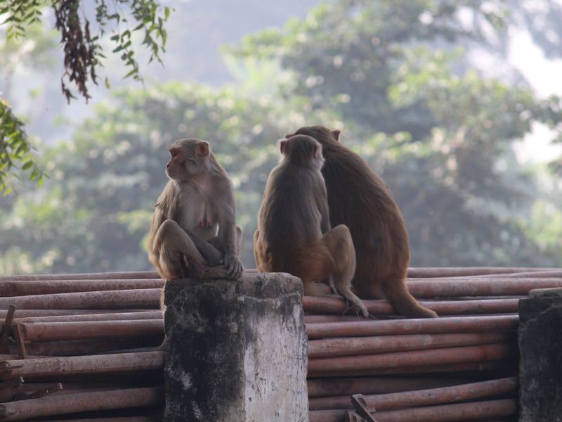Monkey Ponkey | Smithsonian Photo Contest | Smithsonian Magazine