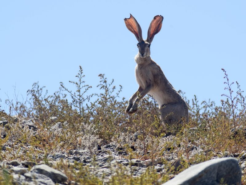 Stunned Jackrabbit | Smithsonian Photo Contest | Smithsonian Magazine