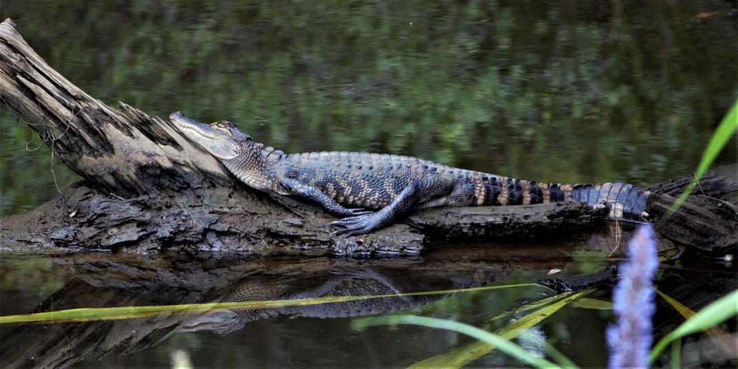 Young Alligator at rest | Smithsonian Photo Contest | Smithsonian Magazine