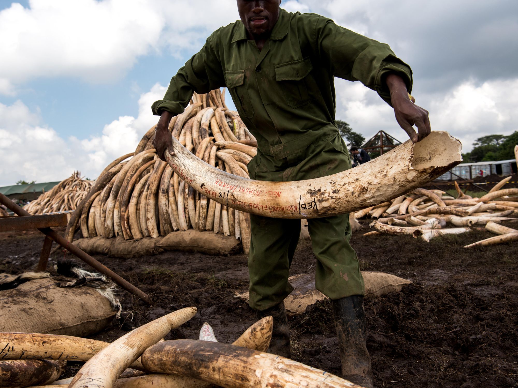 Most Ivory for Sale Comes From Recently Killed Elephants—Suggesting ...