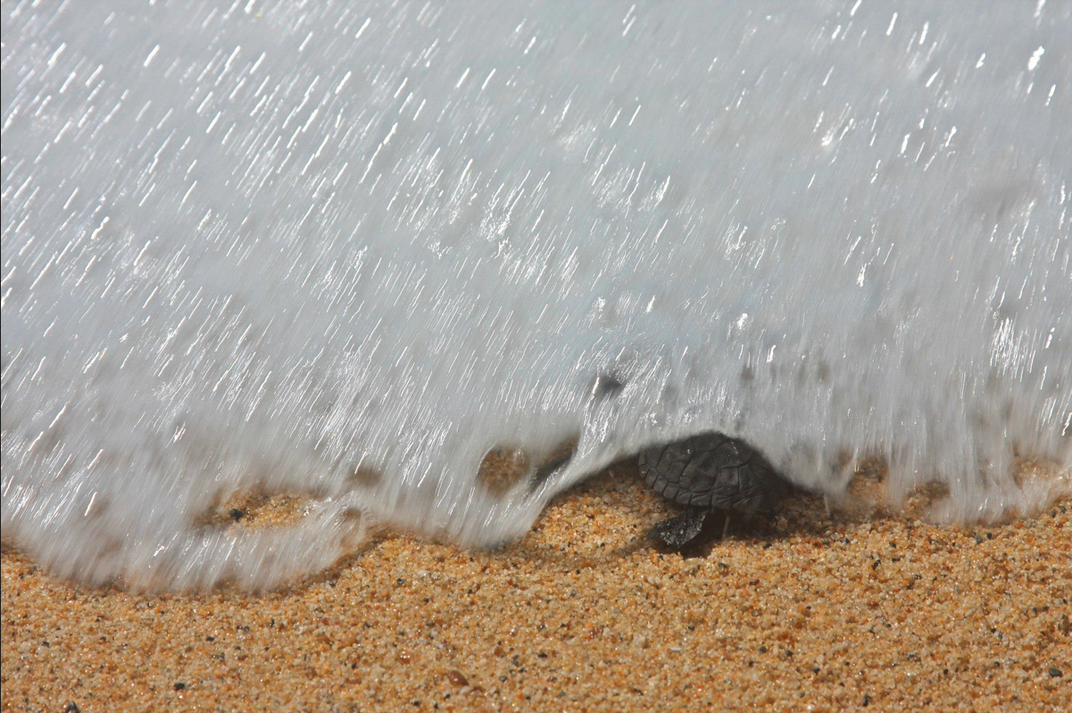 Turtle reaching the sea in a foamy wave of whiteness, you can ...