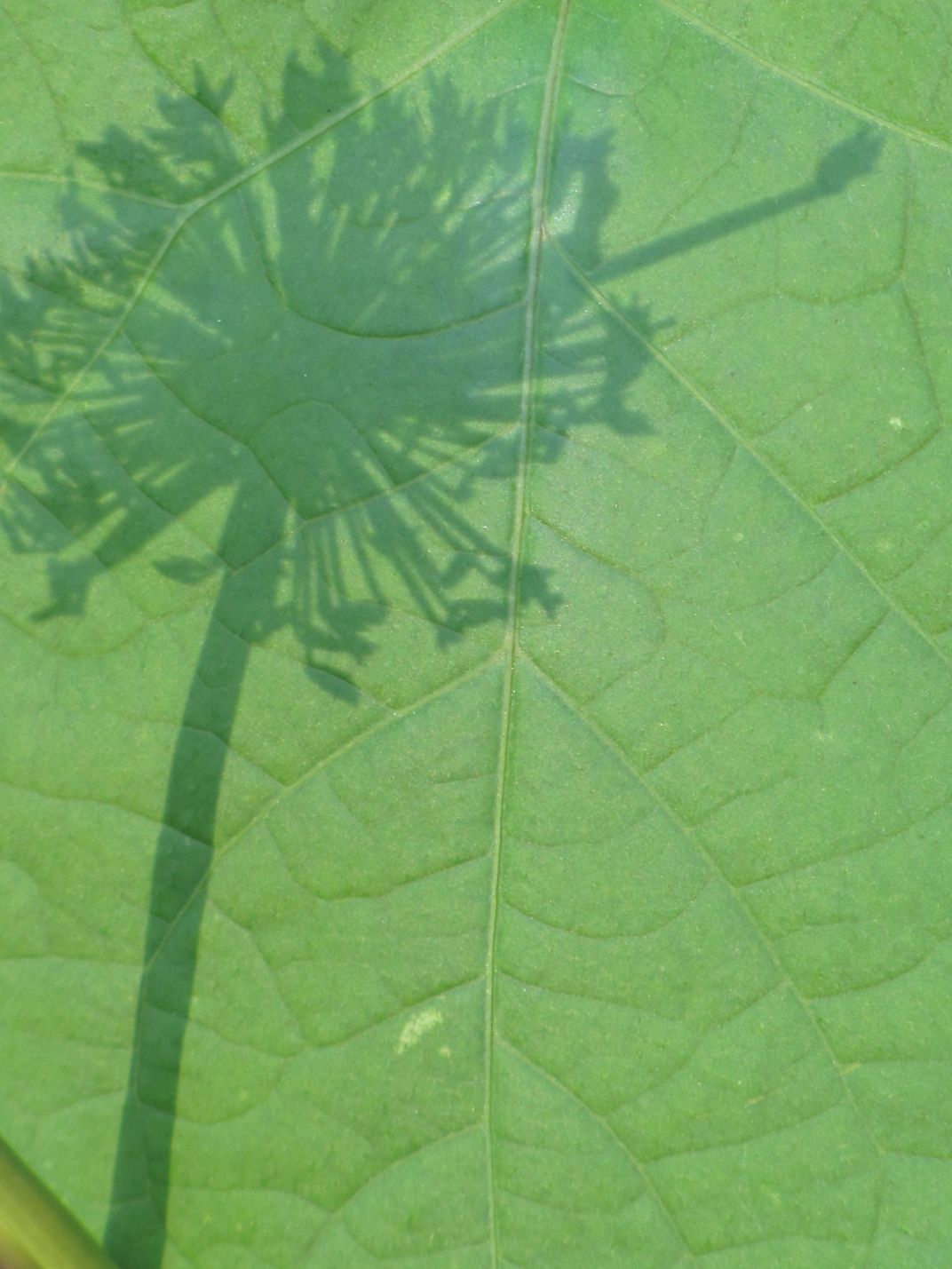 Shadow of a dwarf papyrus on a morning glory leaf | Smithsonian Photo ...