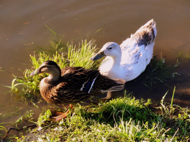 Rare anomalous White Male Mallard duck with his female mate ...
