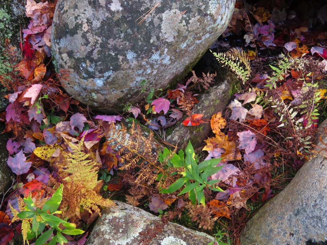 Rocks and Fallen Leaves | Smithsonian Photo Contest | Smithsonian Magazine