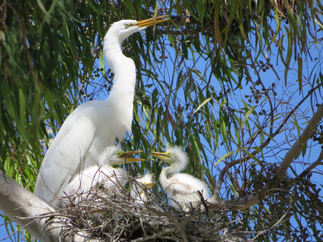 Great White Egret Nest | Smithsonian Photo Contest | Smithsonian Magazine
