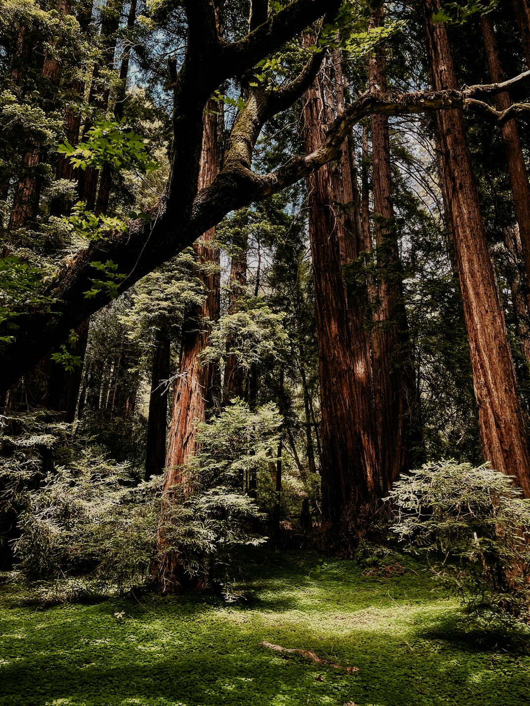 The Redwood National Forest Floor | Smithsonian Photo Contest ...