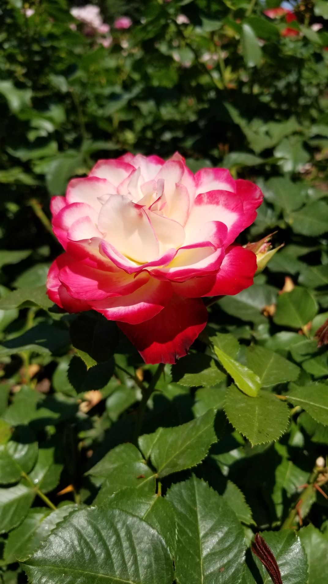 Lone Rose | Smithsonian Photo Contest | Smithsonian Magazine