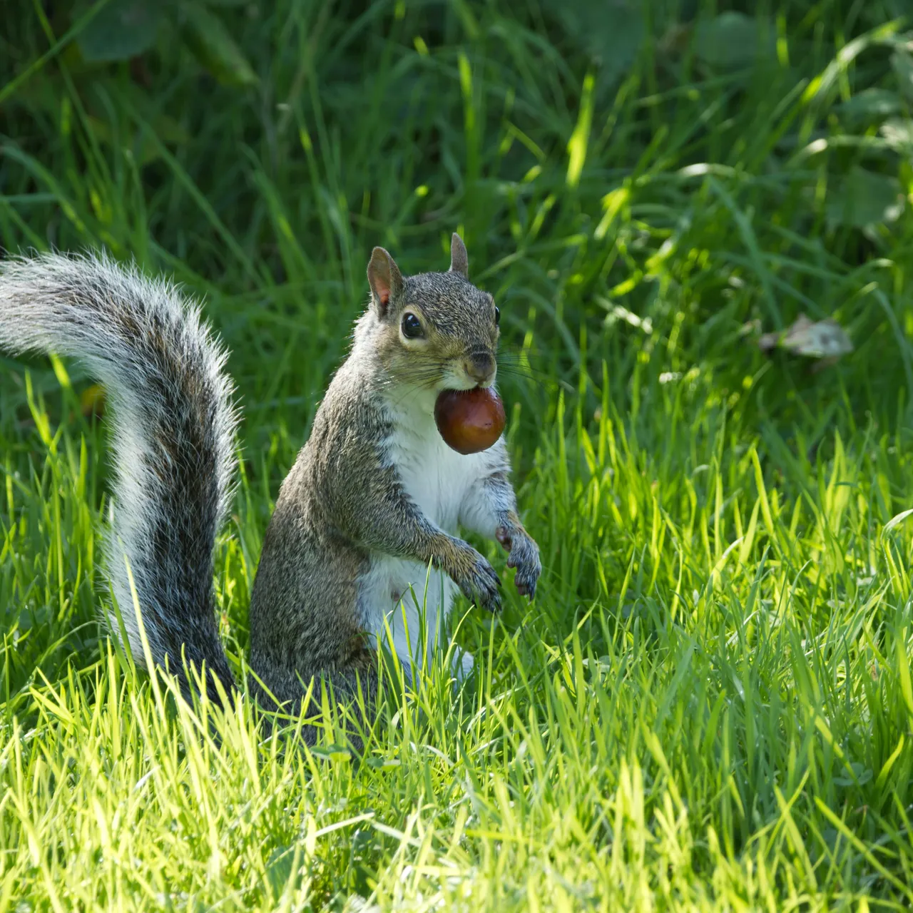 the green squirrel