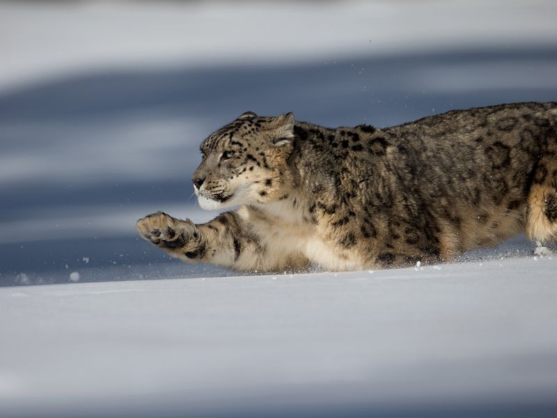 A trained snow leopard running smoothly and stealthily in deep fresh ...