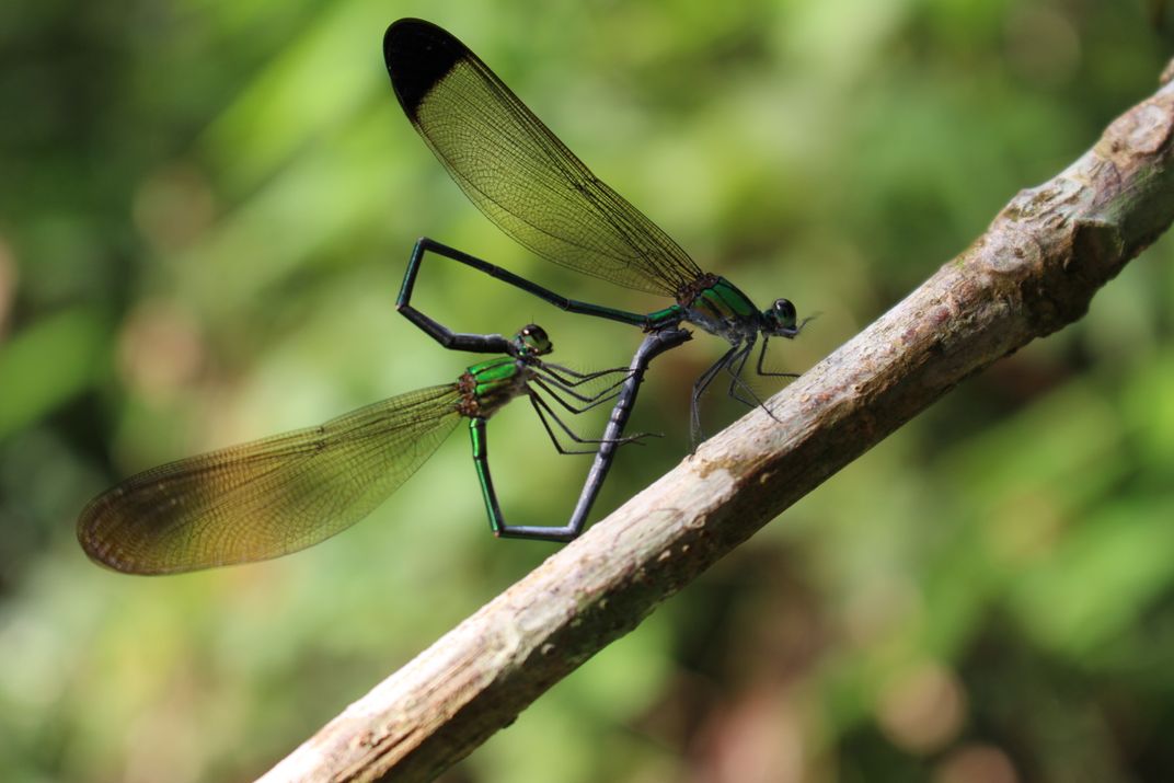 Dragonfly Couple | Smithsonian Photo Contest | Smithsonian Magazine