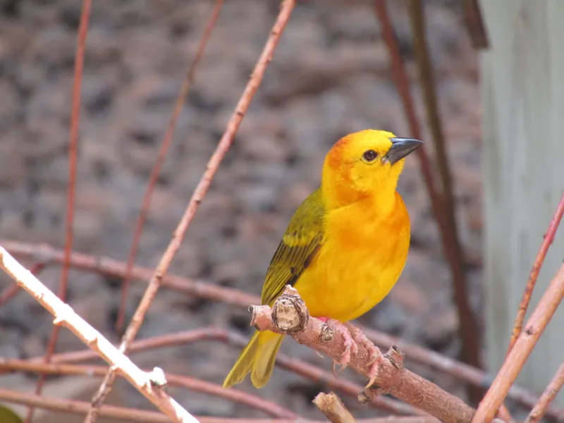 a vibrant yellow bird | Smithsonian Photo Contest | Smithsonian Magazine