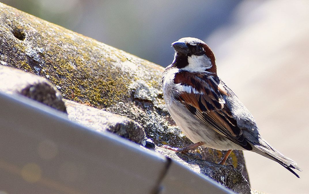 A Smiling Chickadee! | Smithsonian Photo Contest | Smithsonian Magazine