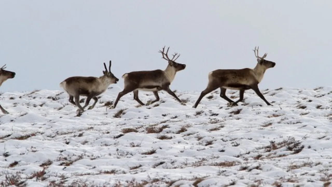 Arctic Caribou Migration