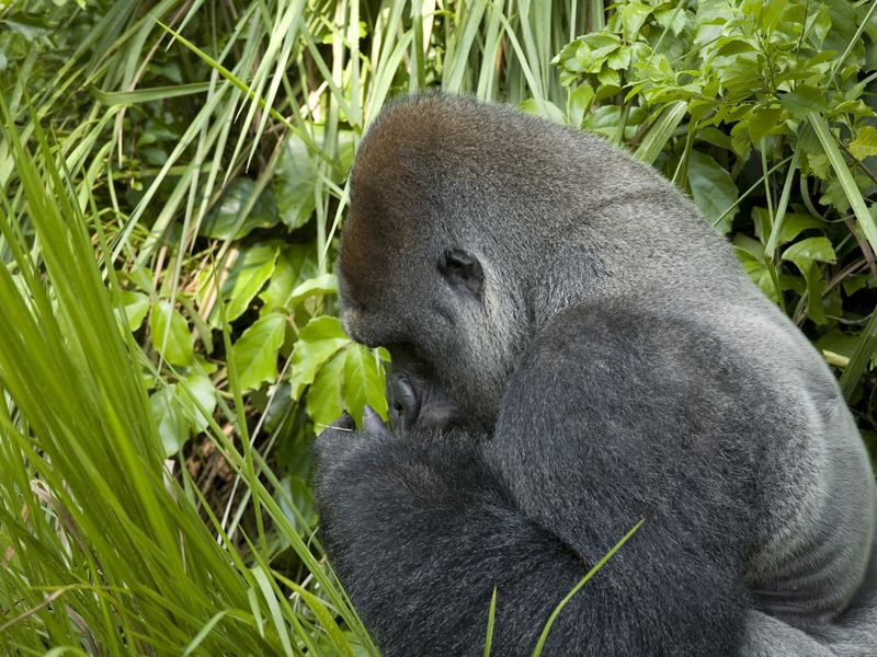 Gorilla in bush with interesting pose | Smithsonian Photo Contest ...