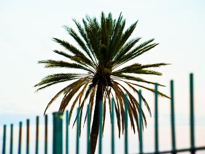 Palm Tree in Israel | Smithsonian Photo Contest | Smithsonian Magazine