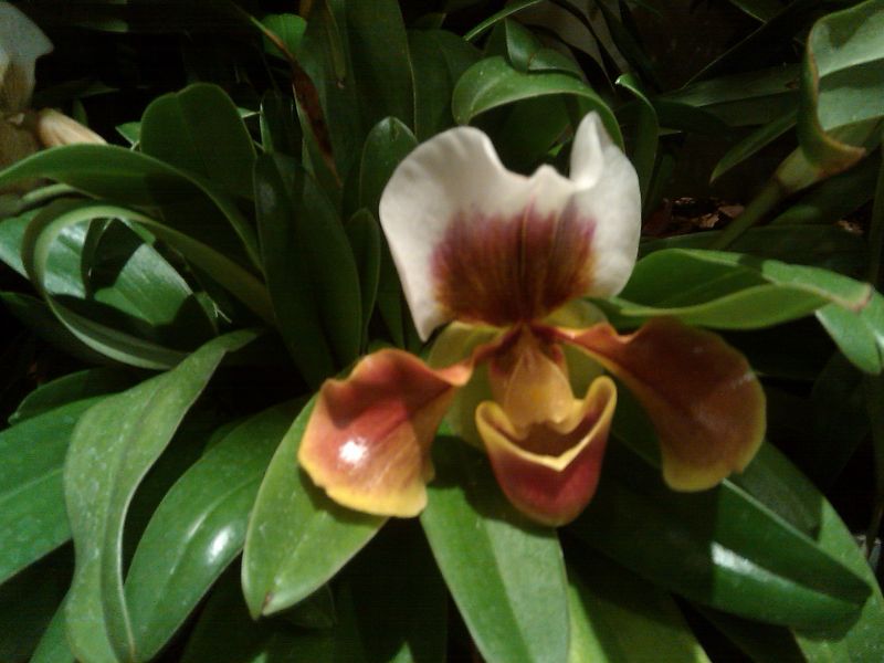 Happy Orchid | Smithsonian Photo Contest | Smithsonian Magazine