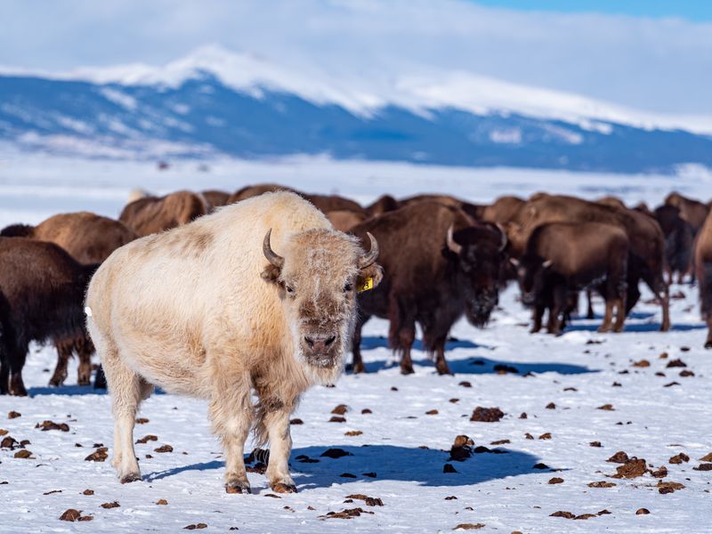 White Bison | Smithsonian Photo Contest | Smithsonian Magazine