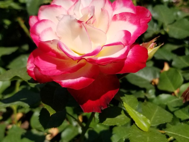 Lone Rose | Smithsonian Photo Contest | Smithsonian Magazine