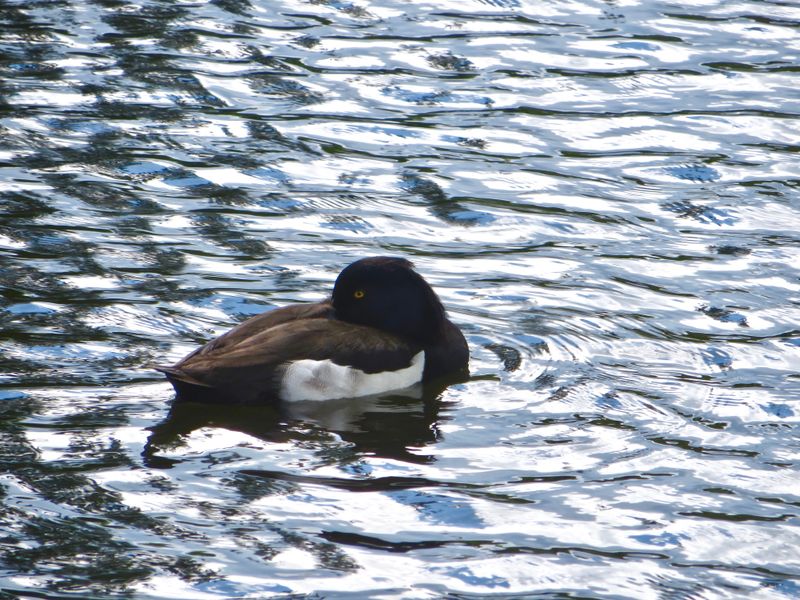 Duck looking back | Smithsonian Photo Contest | Smithsonian Magazine