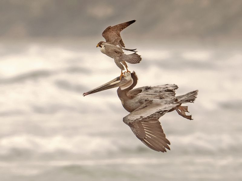 Peregrine Falcon Attacks Brown Pelican In Mid-Air | Smithsonian Photo ...