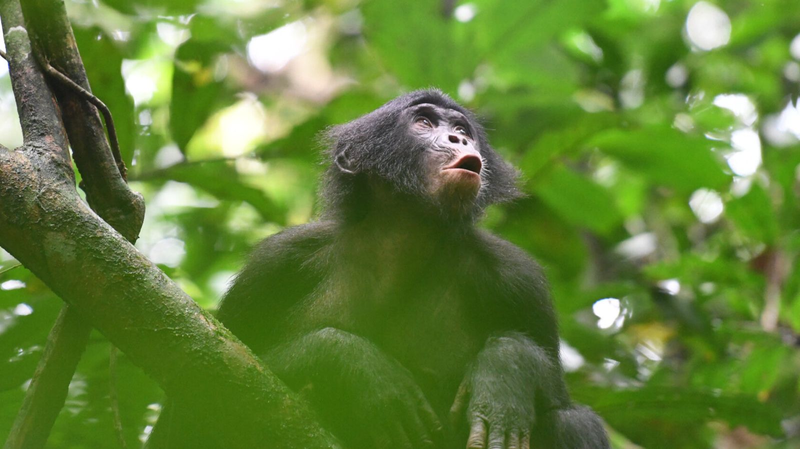 There Might Be Something Human in the Way Bonobos Communicate—Their ...