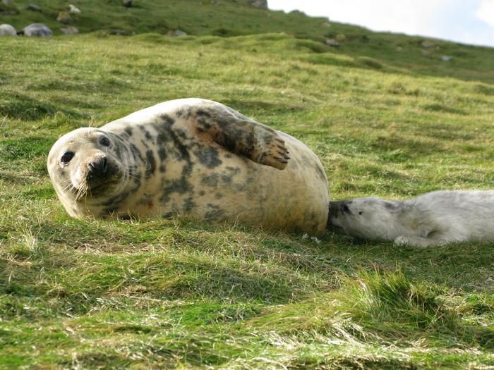 The Mammal With the Most Complex Milk Might Not Be Humans, After All ...