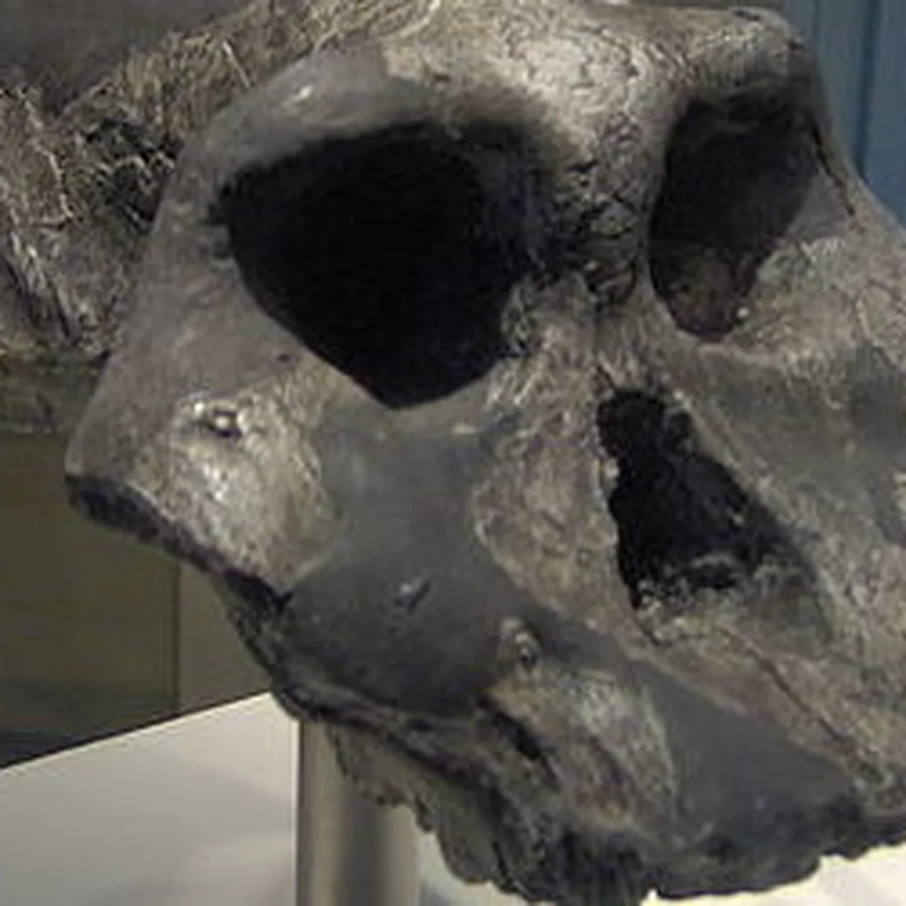 Paranthropus Aethiopicus
