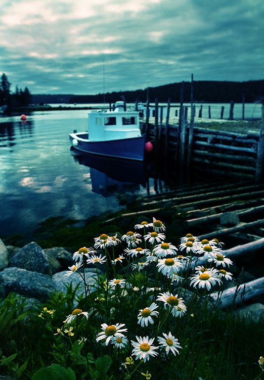 Daisy and Boat | Smithsonian Photo Contest | Smithsonian Magazine