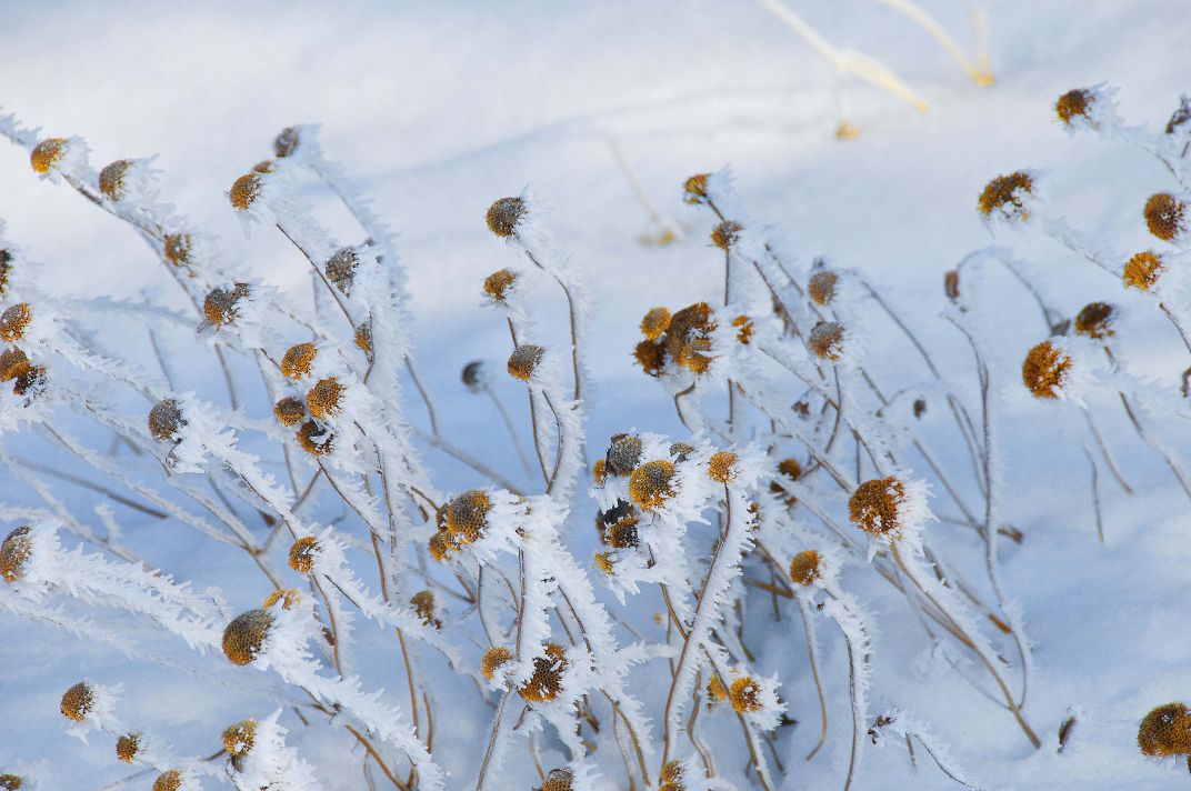HOAR FROST ON WINDBLOWN FLOWER SEED HEADS. The entire landscape had become a truly magical ...