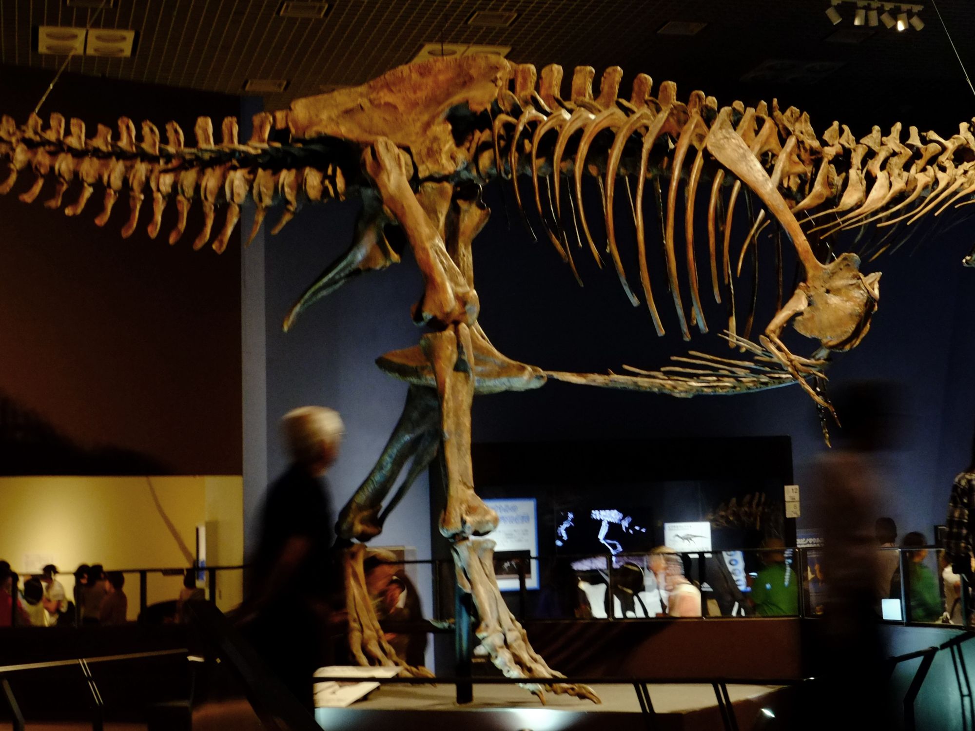 The Largest T. Rex Could Have Been 70 Percent Heavier Than Fossils Suggest