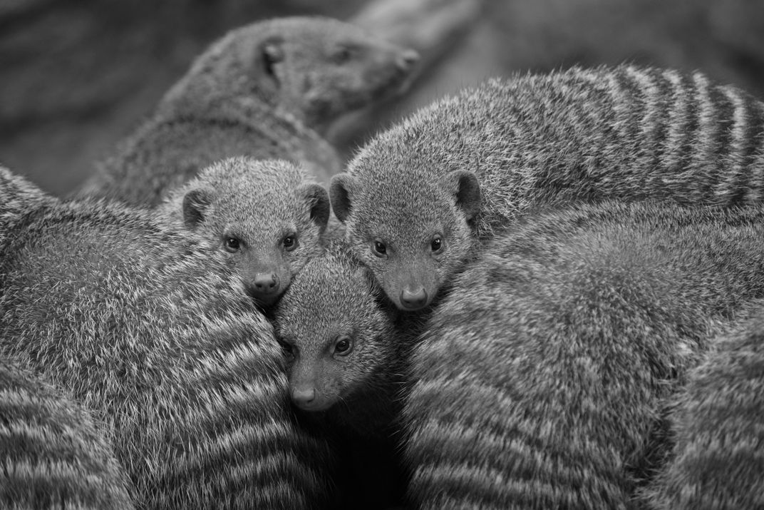 Mongooses on a cold day | Smithsonian Photo Contest | Smithsonian Magazine