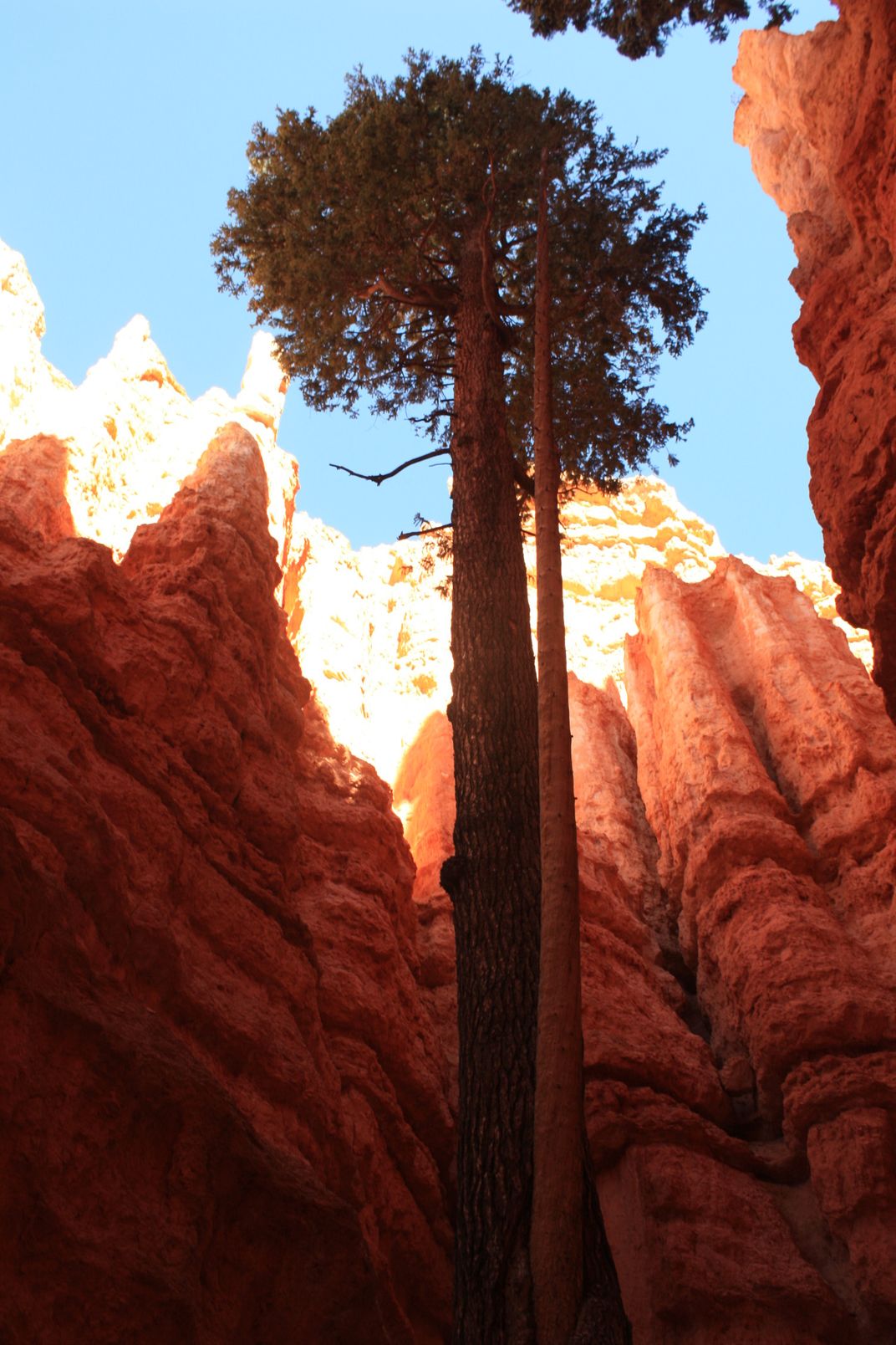Bryce Canyon tree | Smithsonian Photo Contest | Smithsonian Magazine