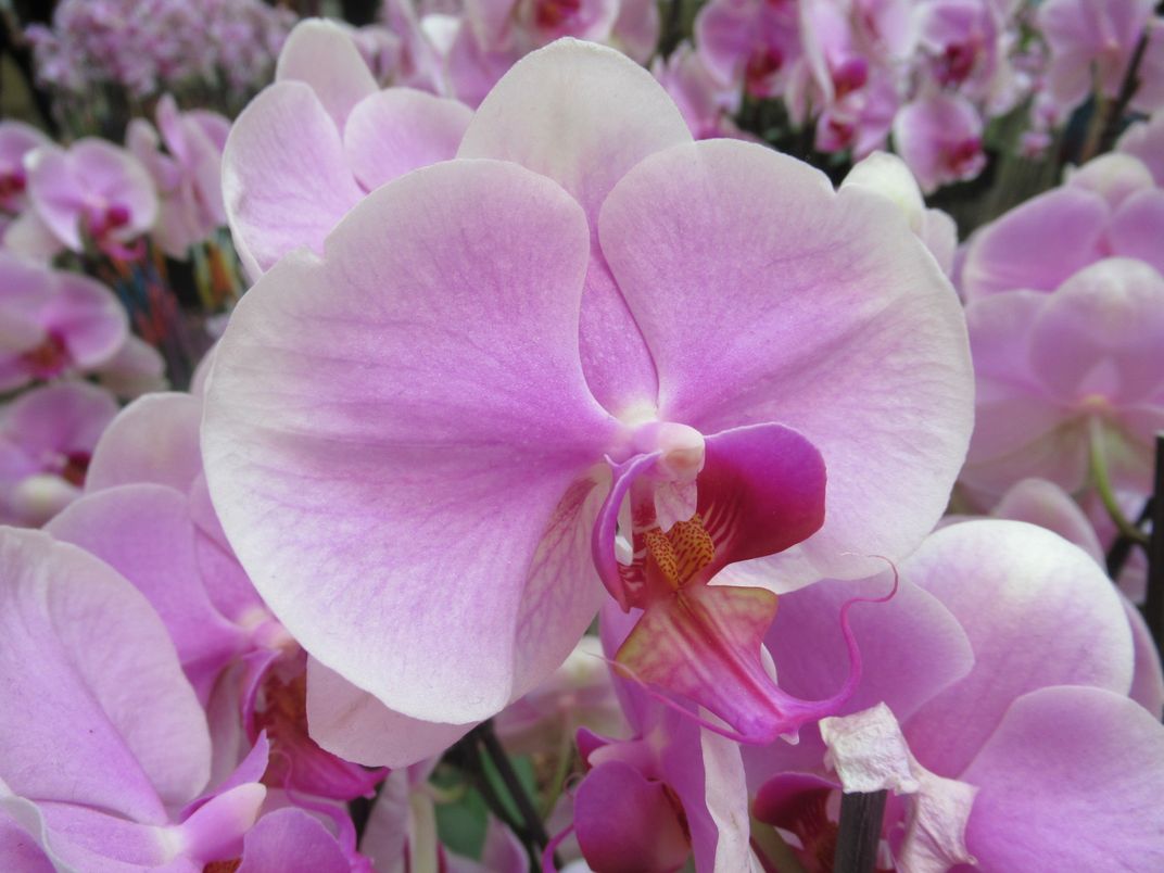 AN ORCHID CLOSEUP | Smithsonian Photo Contest | Smithsonian Magazine