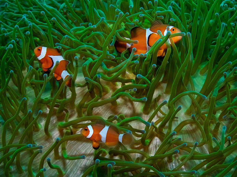 Clownfish Family at Home in Sea Anemone | Smithsonian Photo Contest ...