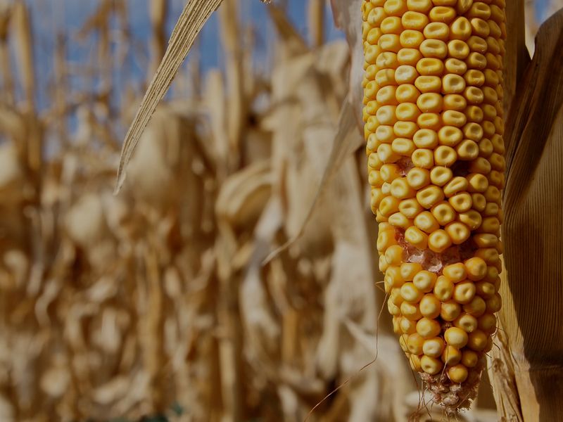 corn smiley face in bulgaria | Smithsonian Photo Contest | Smithsonian ...