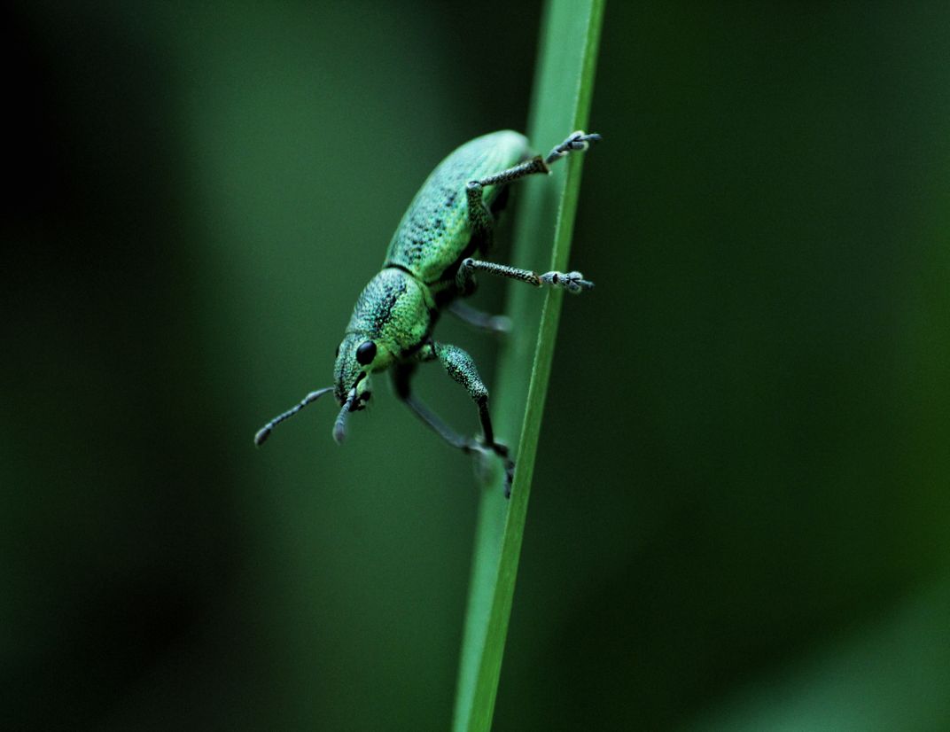 Green Leaf Weevil | Smithsonian Photo Contest | Smithsonian Magazine