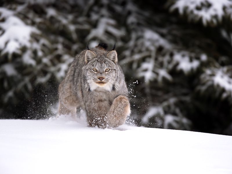Wild Canada Lynx running in my direction in Northern Ontario, Canada ...